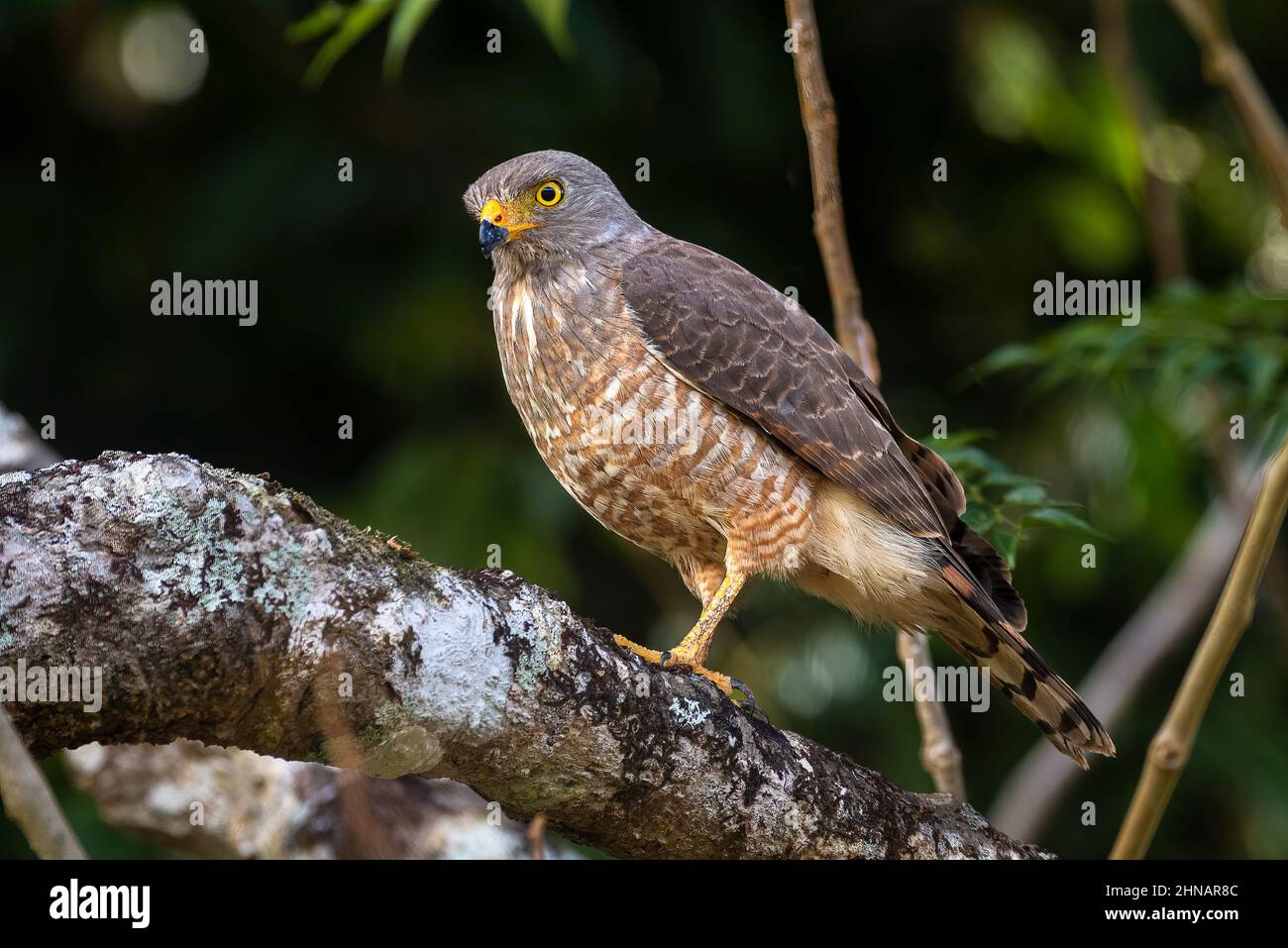 Birds of prey panama hi-res stock photography and images - Alamy