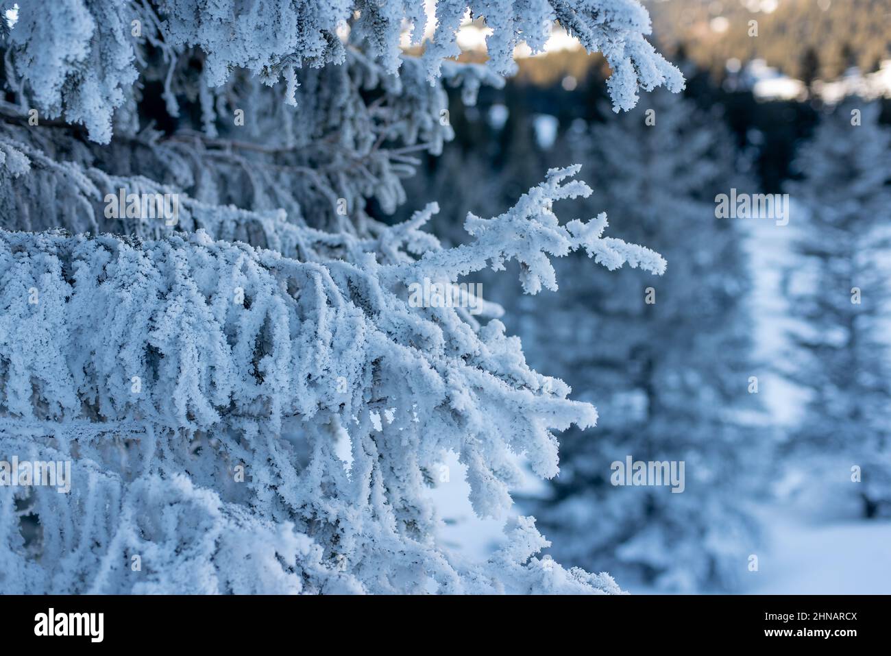 frozen pine tree branch in the swiss alps Stock Photo - Alamy