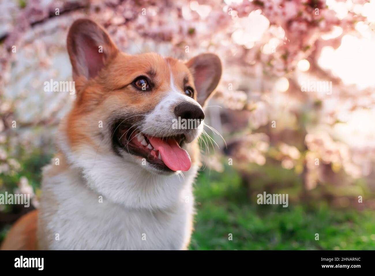 Laughing Corgi