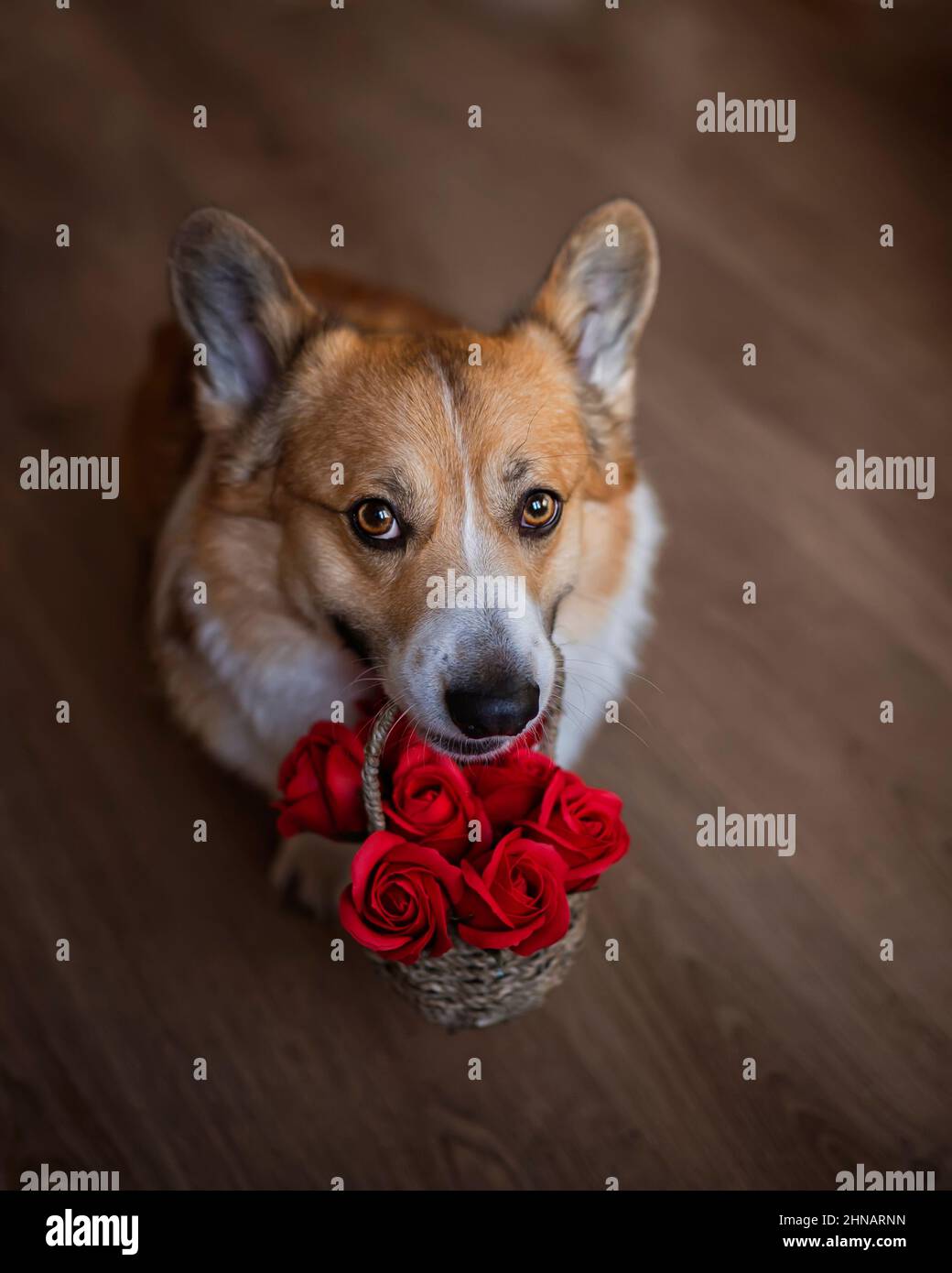 top view of a cute pembroke corgi dog puppy holding a basket with a ...