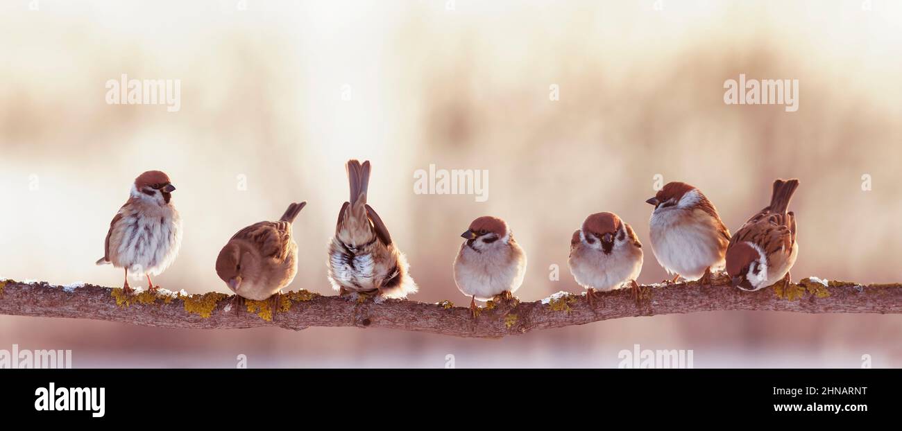 funny and angry little birds sparrows sitting on a branch in a sunny ...