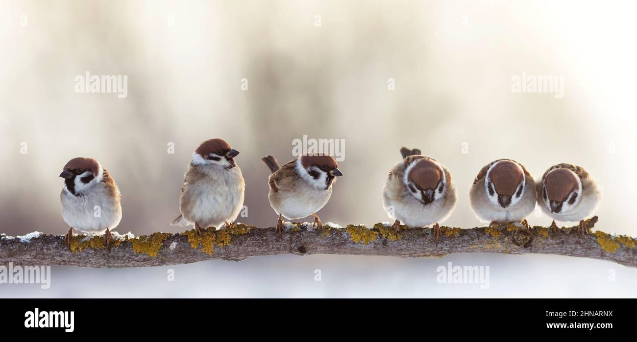 Angry sparrow hi-res stock photography and images - Alamy