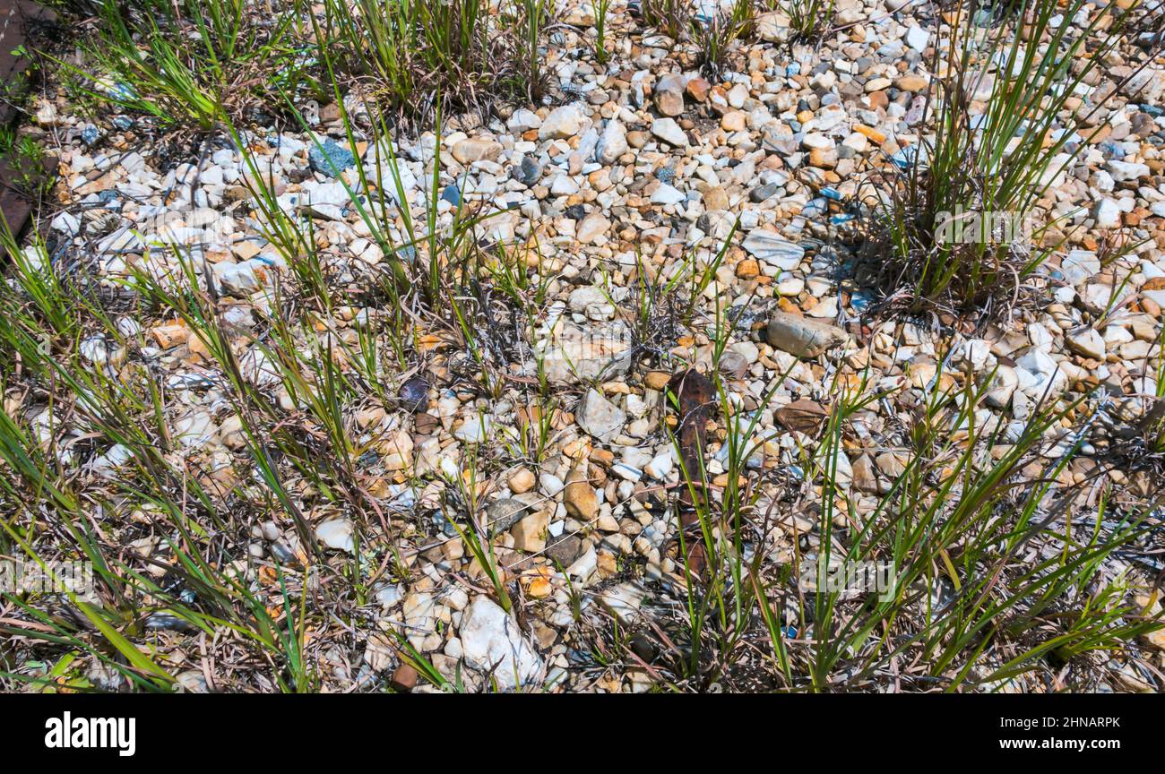 Old Rusty Railroad Spike Stock Photo - Alamy