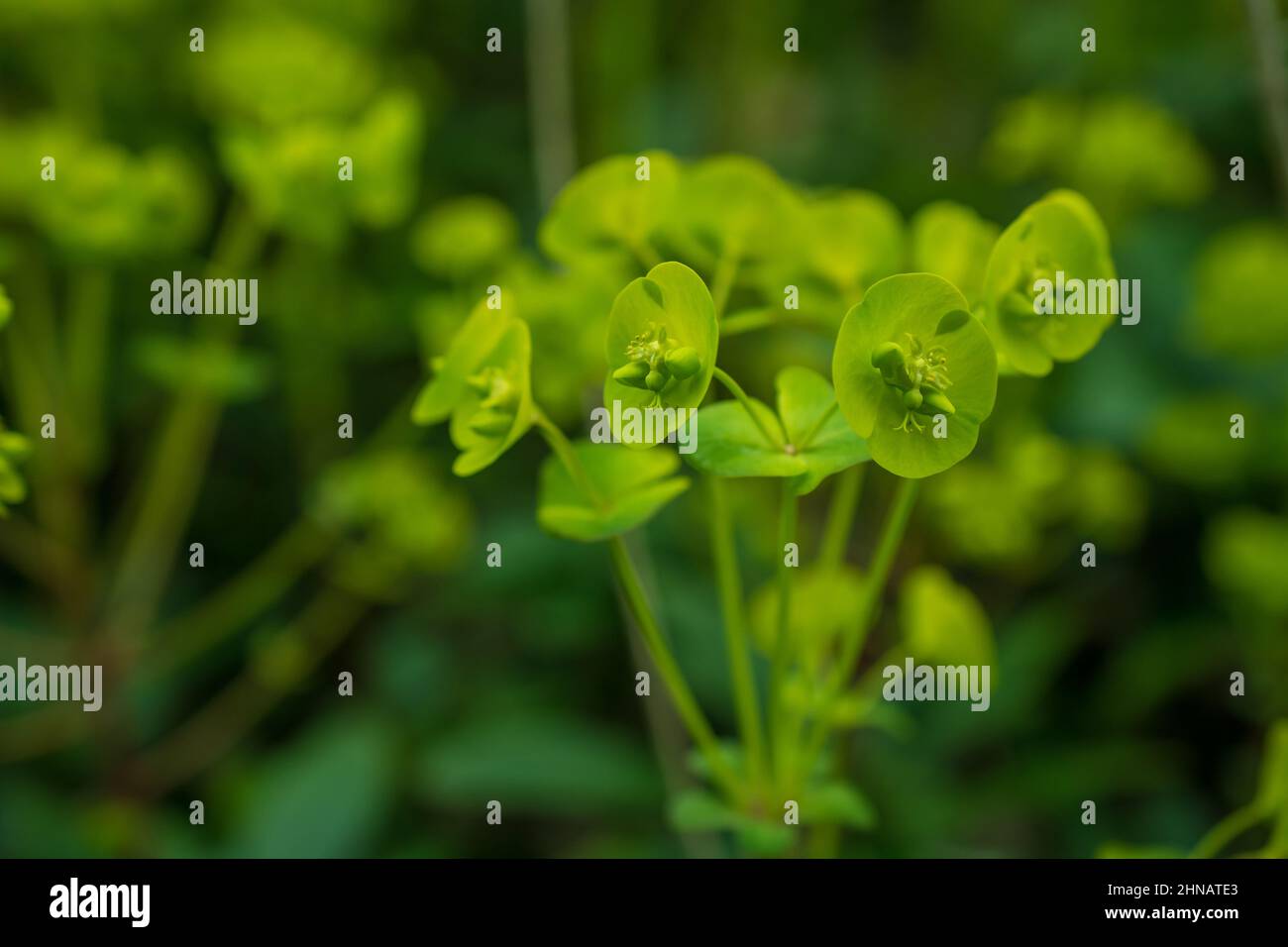 spring background with new leaves and flowers Stock Photo - Alamy