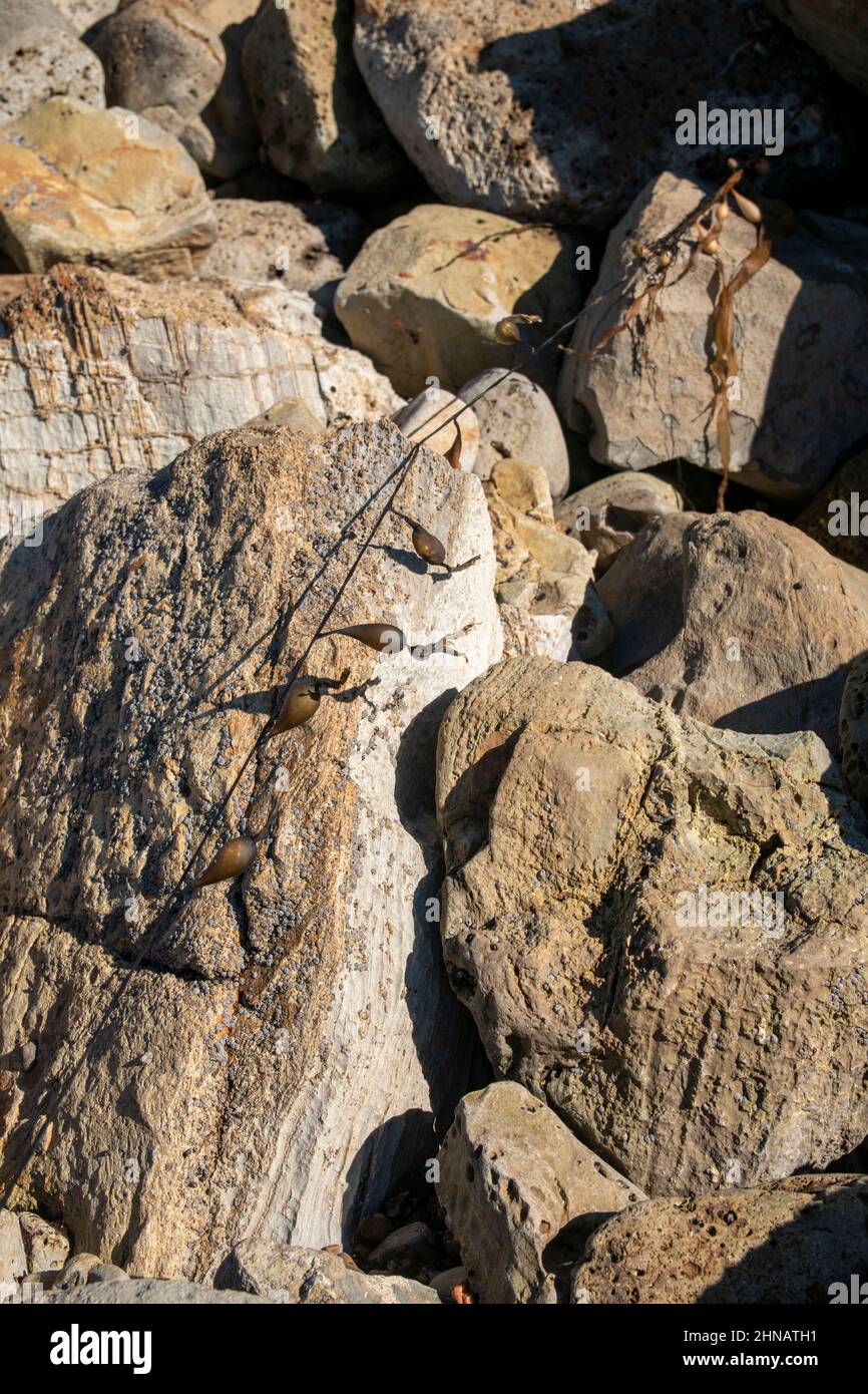 The SS Dominator ran ashore in 1961 near Rancho Palos Verdes in Southern California and has been ...