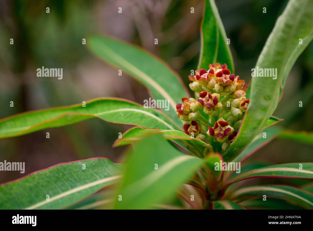 spring background with new leaves and flowers Stock Photo - Alamy