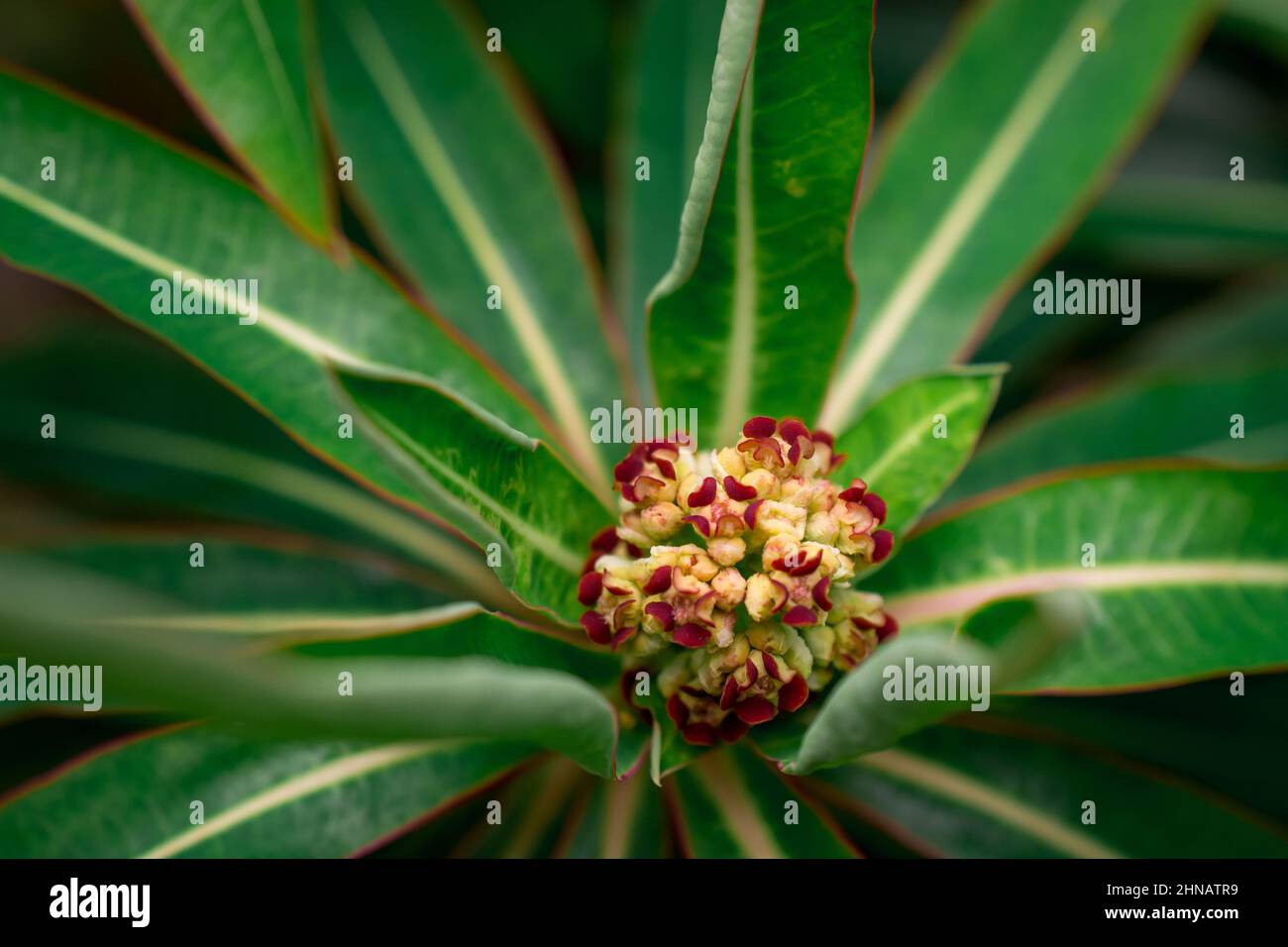 spring background with new leaves and flowers Stock Photo - Alamy