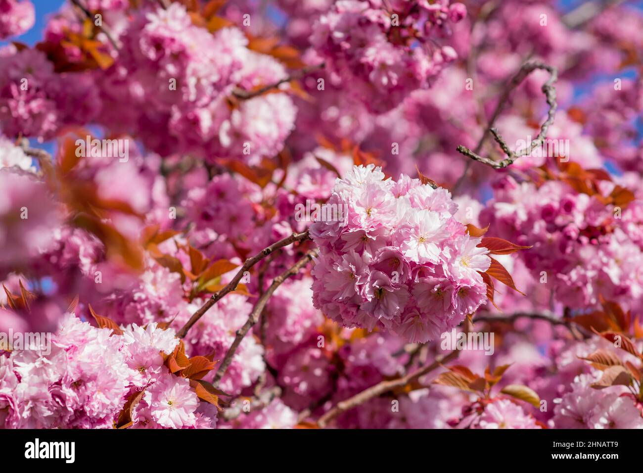 beautiful spring pink cherry blossom Stock Photo - Alamy