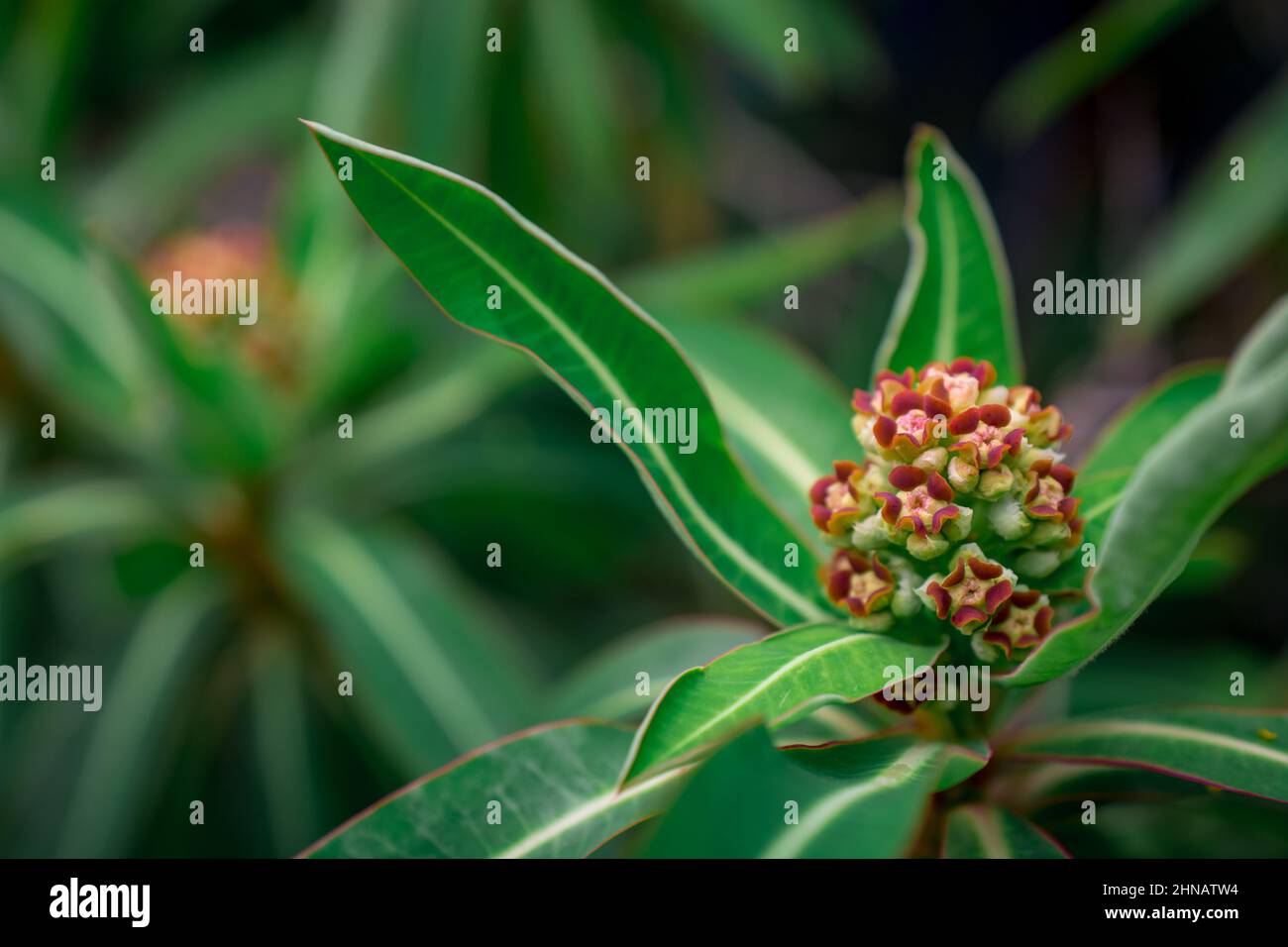 spring background with new leaves and flowers Stock Photo - Alamy