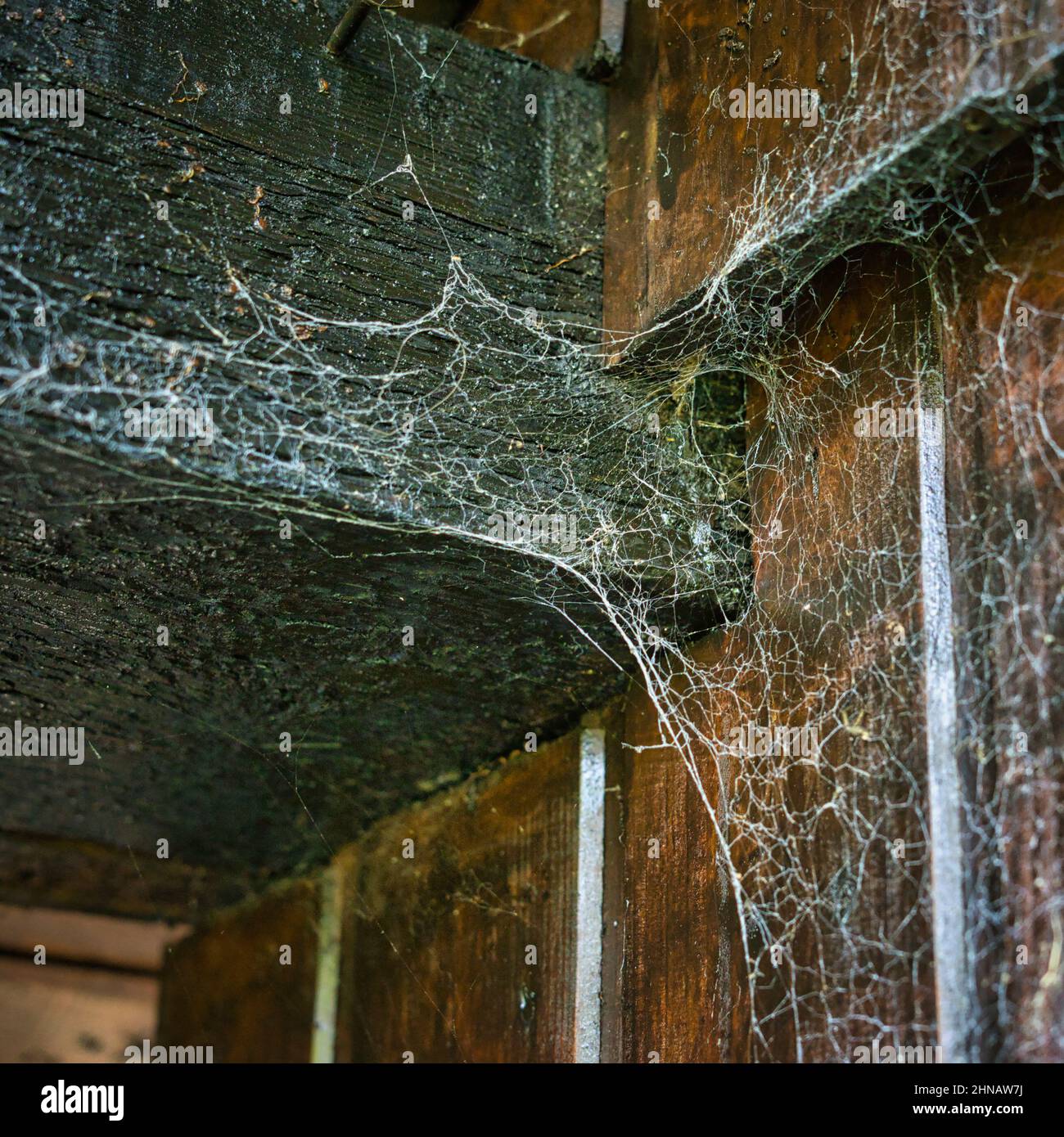 old spider web on wooden beam Stock Photo - Alamy