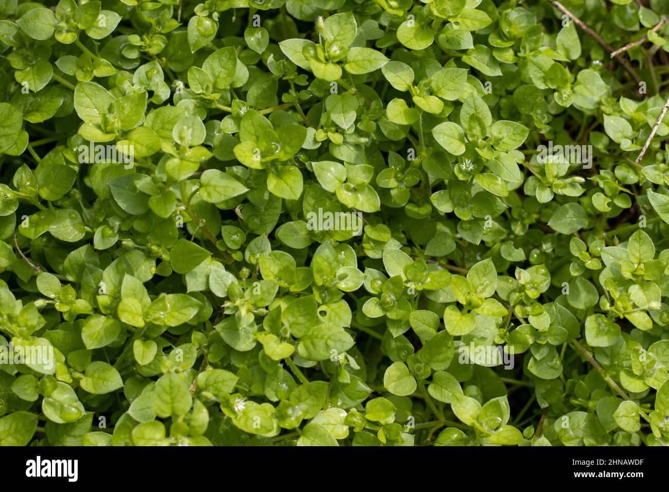 Textured background, green small leafs growing on wall Stock Photo - Alamy