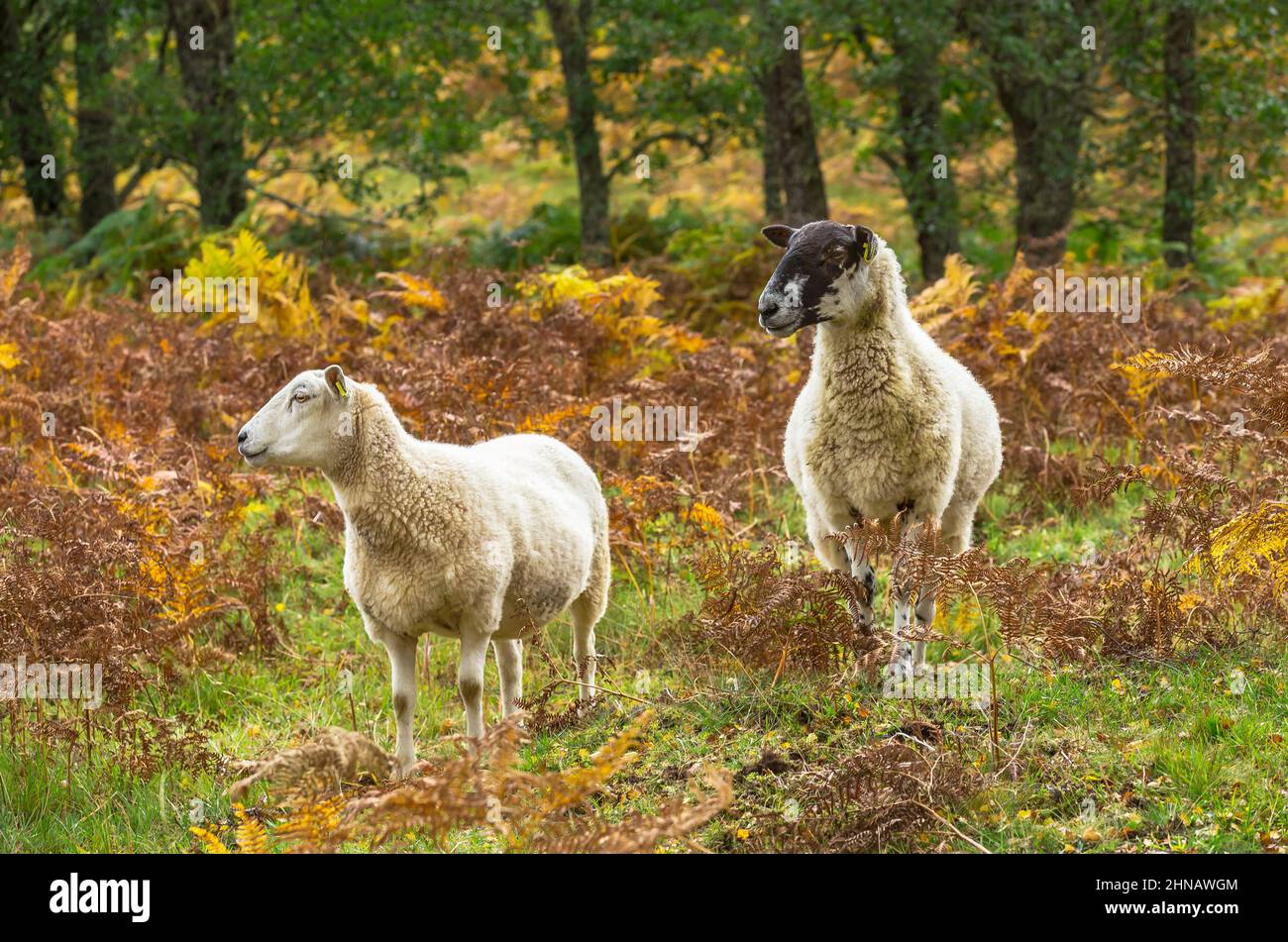 Sheep facing the tree hi-res stock photography and images - Alamy