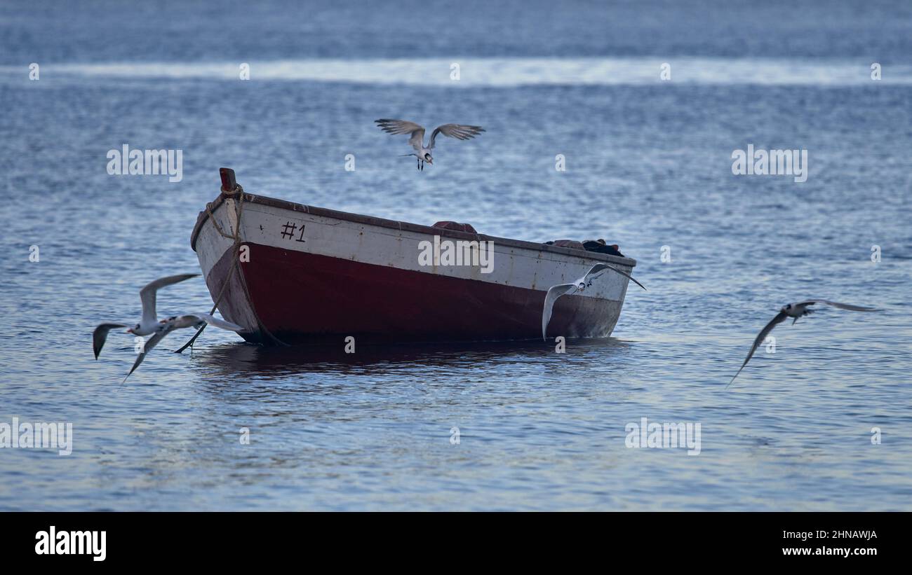 Flock of seagull flying around a boat in the sea Stock Photo - Alamy