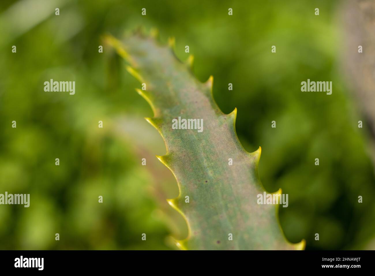 Leave of aloe vera, in nature, green background color, vegetation that ...