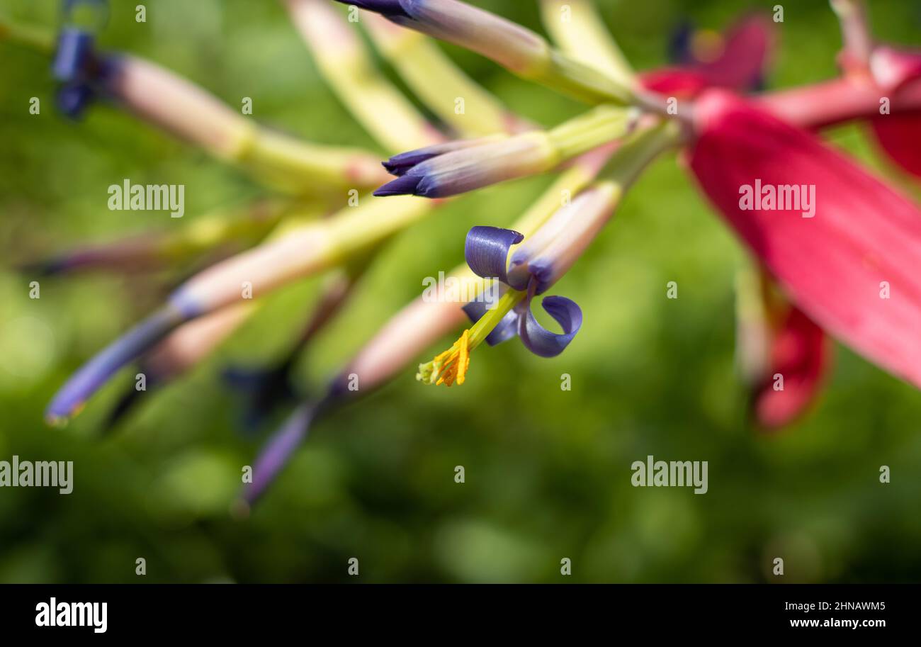 Close up detail of a bromelia flower, nature details, vegetation with ...