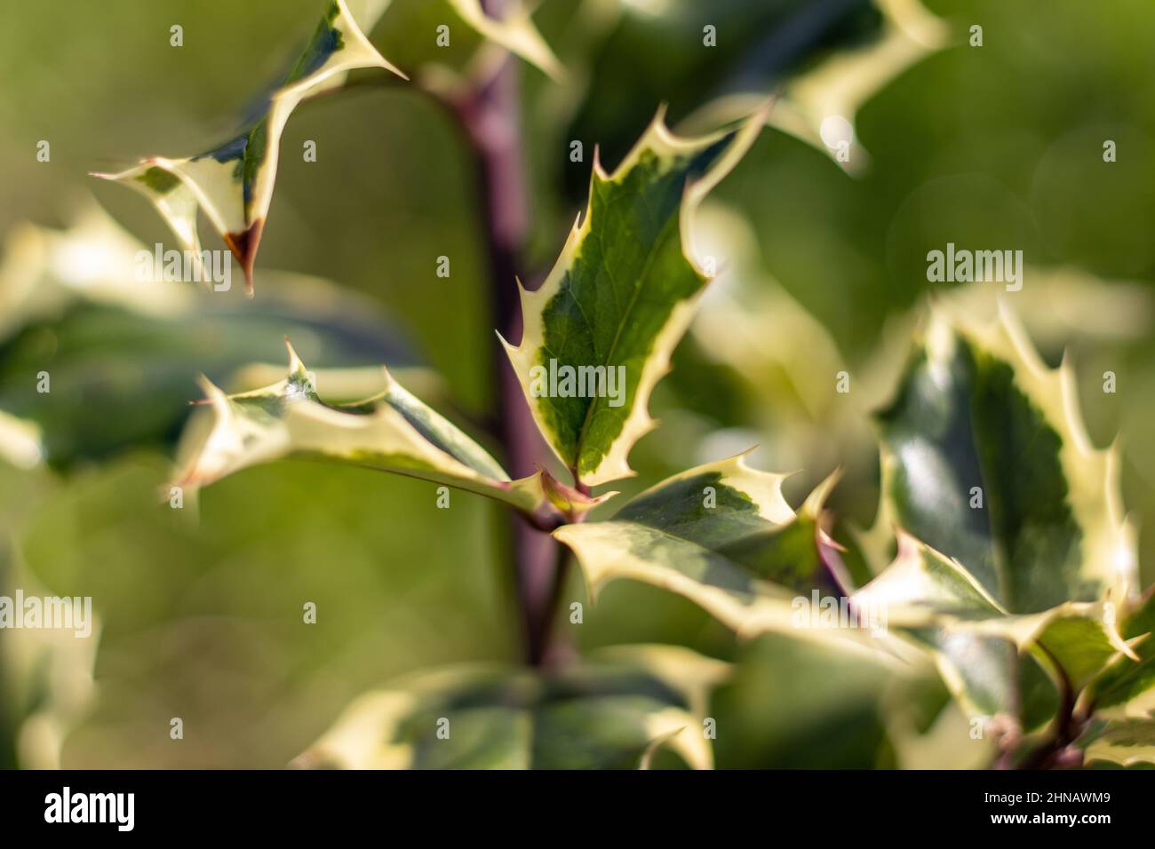 Ilex plant close up, details of vegetation, spiked leafs Stock Photo ...