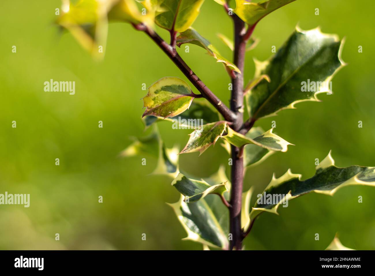 Ilex plant close up, details of vegetation, spiked leafs Stock Photo ...