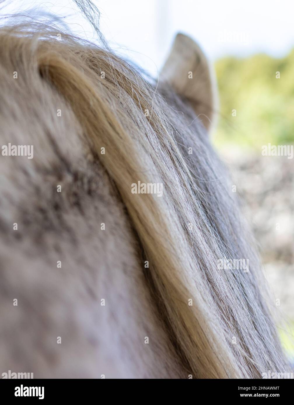 Close up mane of horse, outdoors, white Lusitano mare Stock Photo - Alamy