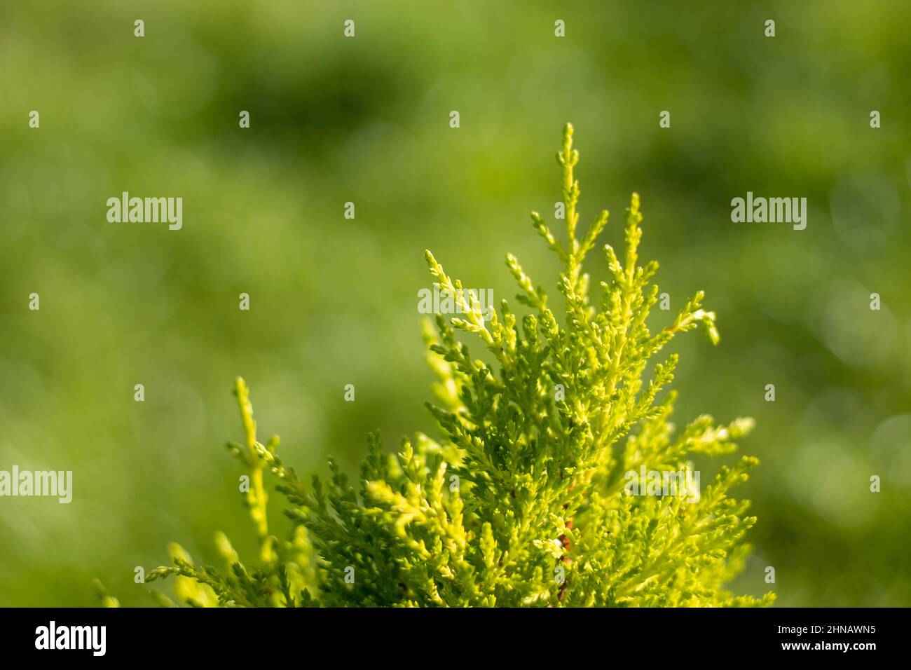 Close up photography, cedar with green background, growing outdoors ...
