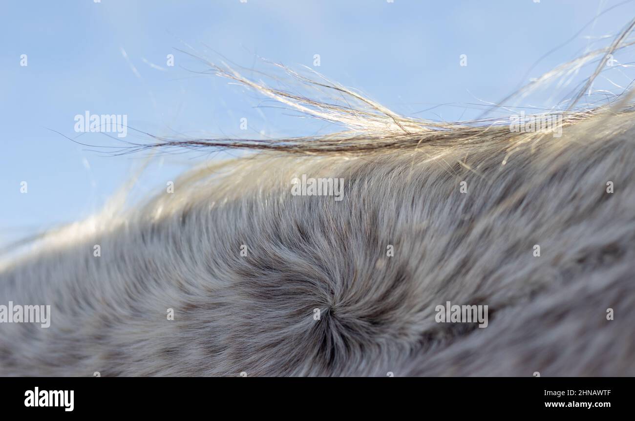 Closeup of horse neck and mane hi-res stock photography and images - Alamy