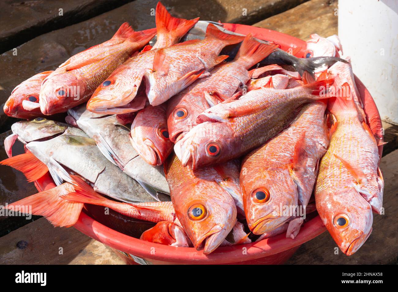 Bucket full of fish on Pontao Santa Maria fishing wharf, Praia Santa ...