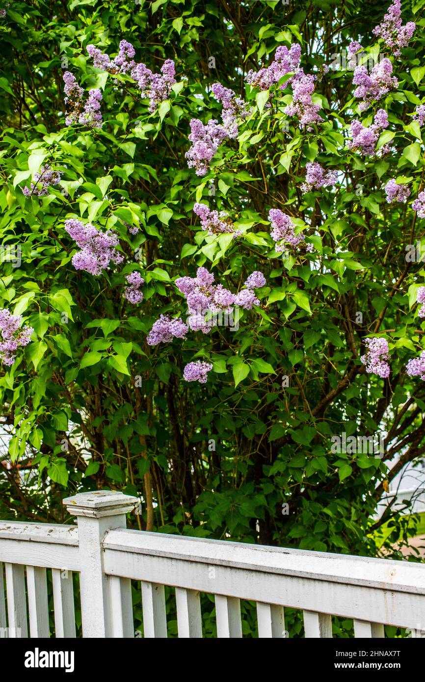 Purple lilac bush behind a white fence Stock Photo - Alamy