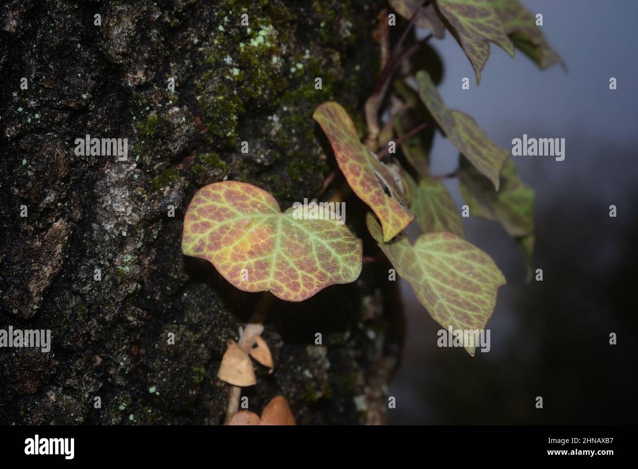Growing cover hi-res stock photography and images - Alamy