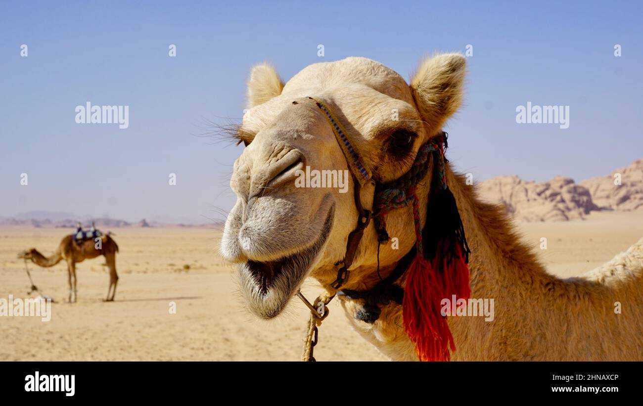 camel in the desert Stock Photo - Alamy