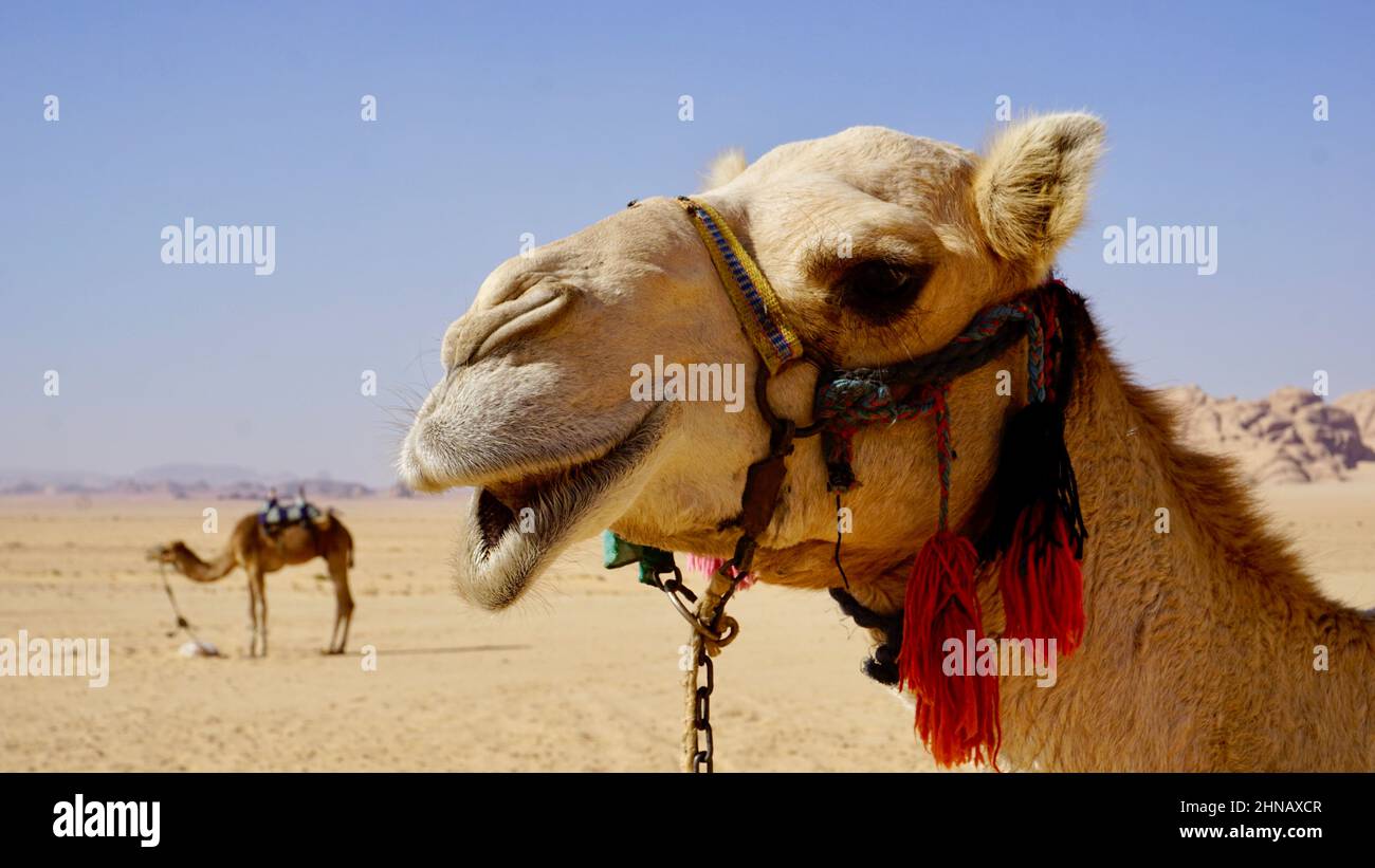 camel in the desert Stock Photo - Alamy