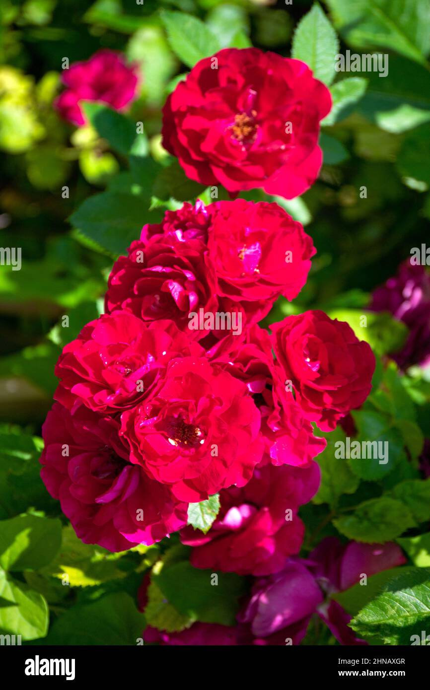 Spray red roses hi-res stock photography and images - Alamy