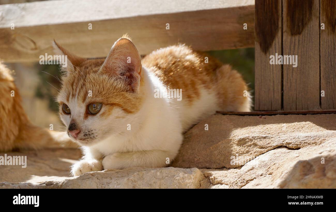 Gatto bicolore hi-res stock photography and images - Alamy