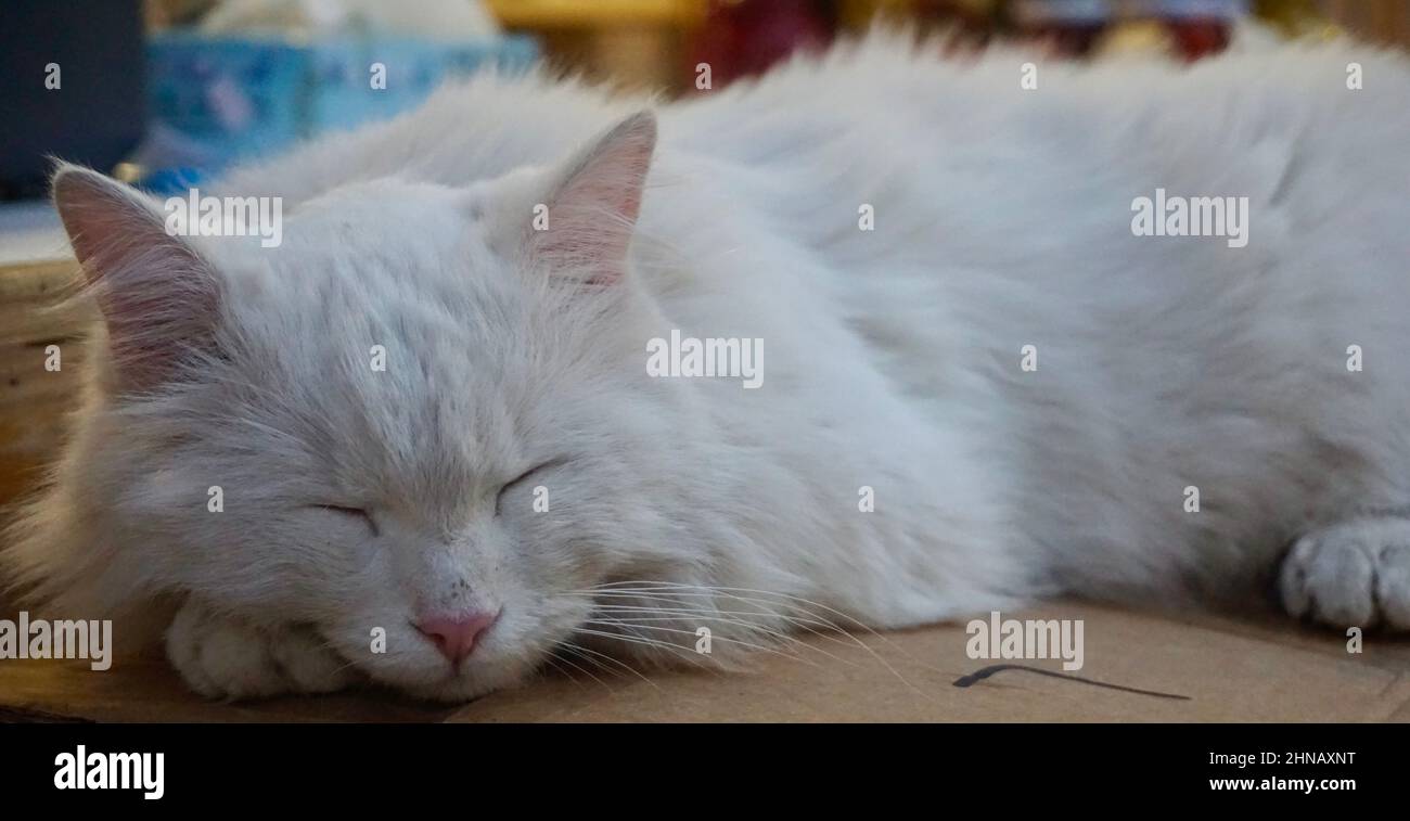 Sweetie the cat hi-res stock photography and images - Alamy