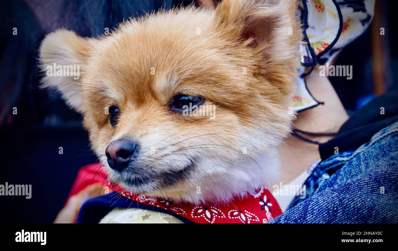 Cane curioso hi-res stock photography and images - Alamy