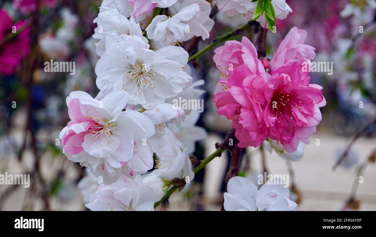 Primavera giappone hi-res stock photography and images - Alamy