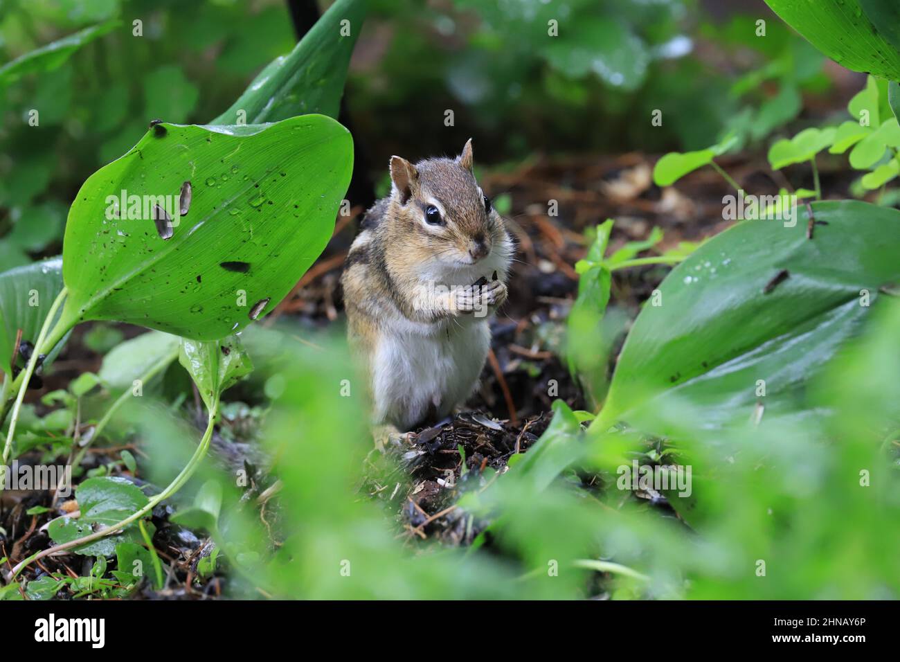 Chipmunk holding a sunflower seed in the middle of a spring garden ...