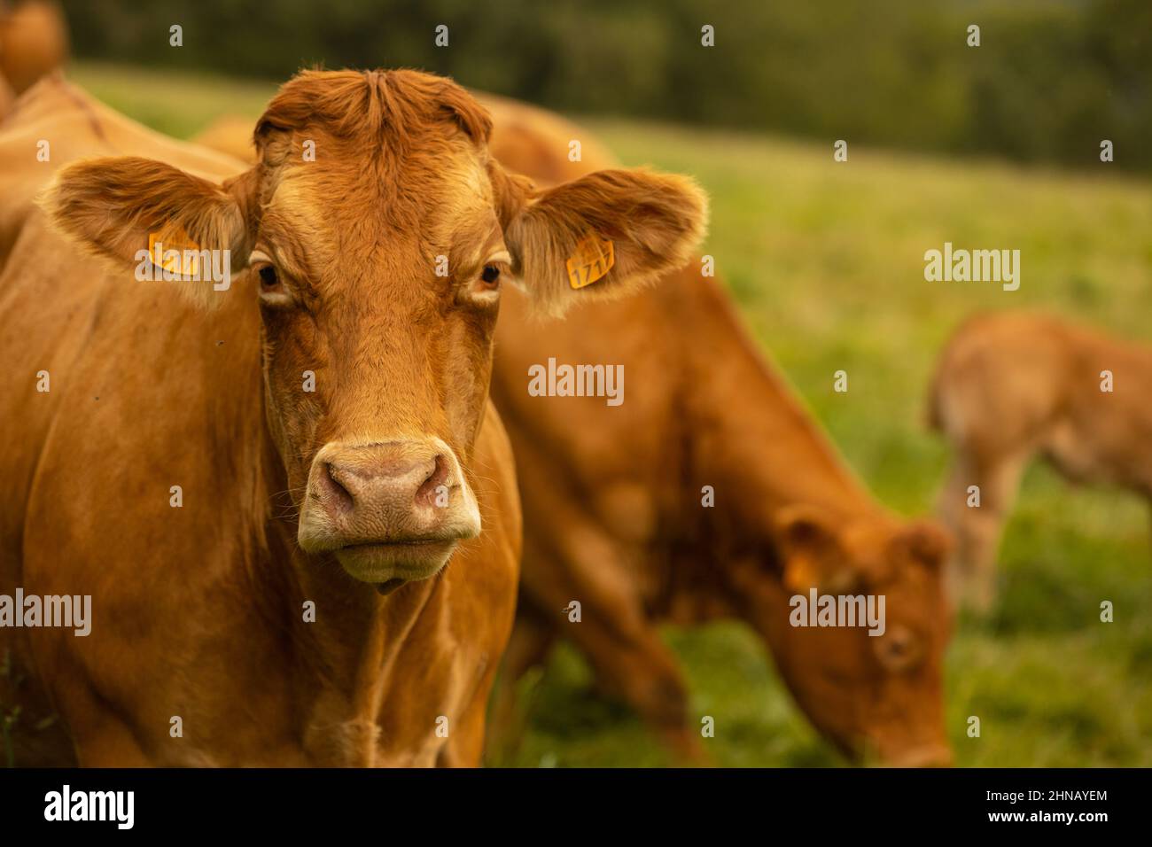 Baby cow cheese hi-res stock photography and images - Alamy