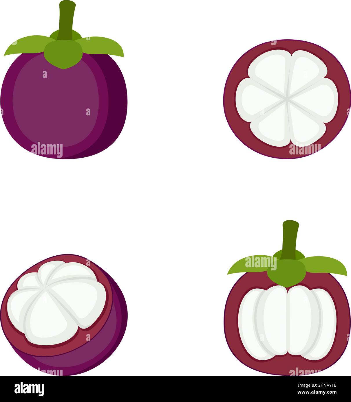 Mangosteen, whole fruit and halves, vector illustration Stock Vector ...
