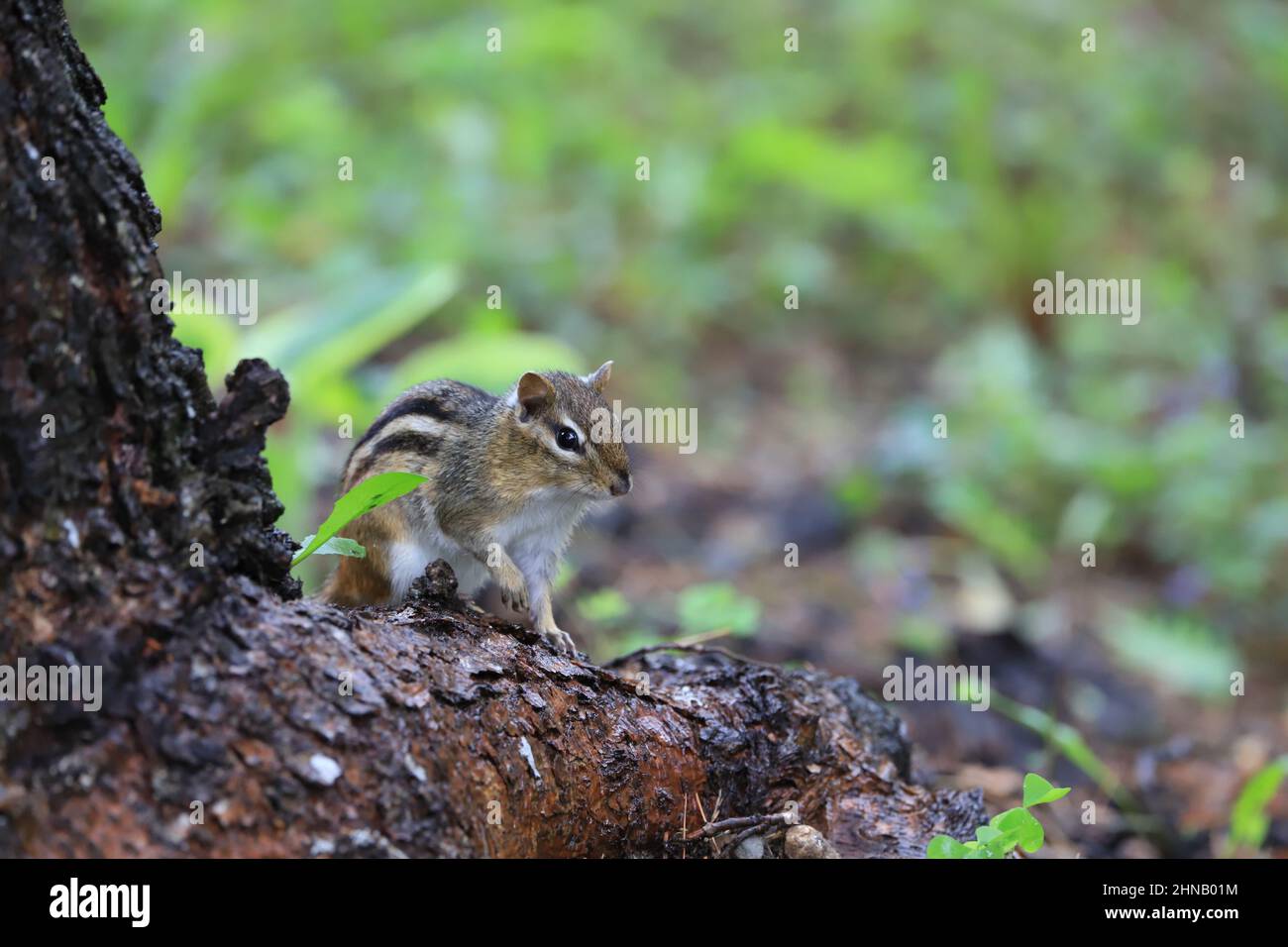 Chipmunk face hi-res stock photography and images - Alamy