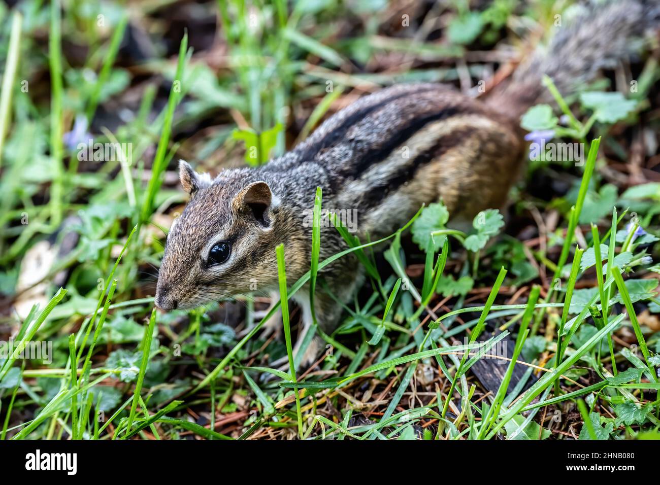 Little chipmunk crawling through the grass and creeping charlie Stock ...