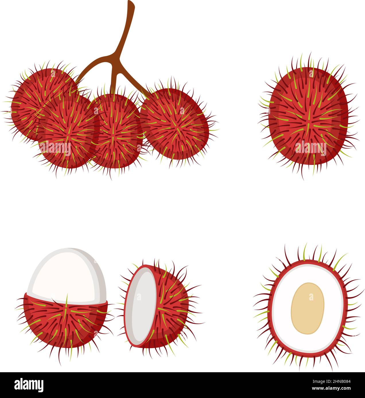 Rambutan, whole fruit and half, vector illustration Stock Vector Image ...