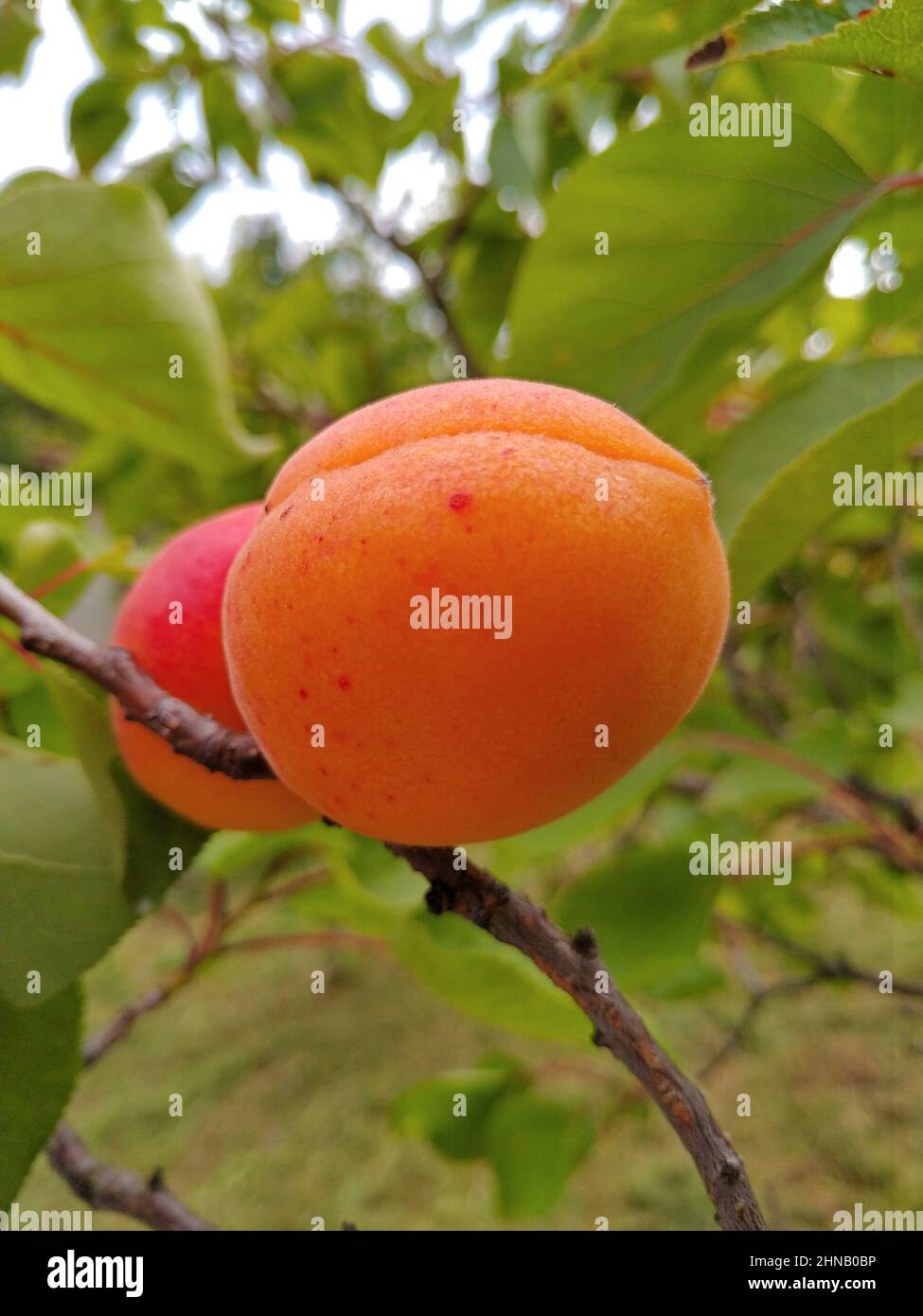 Sweet peach fruits growing on a peach tree branch Stock Photo - Alamy
