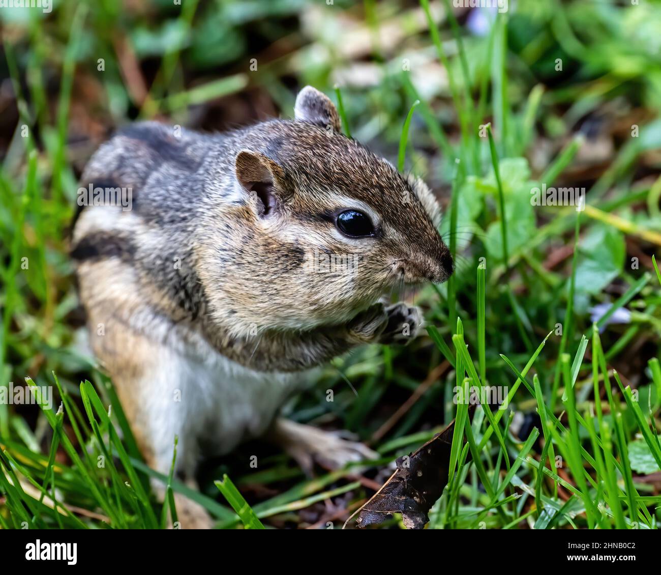 Closeup of a chipmunk with his cheeks stuffed with sunflower seeds ...
