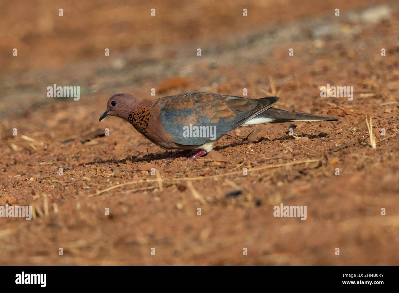 Laughing Dove feeding on the ground Stock Photo - Alamy