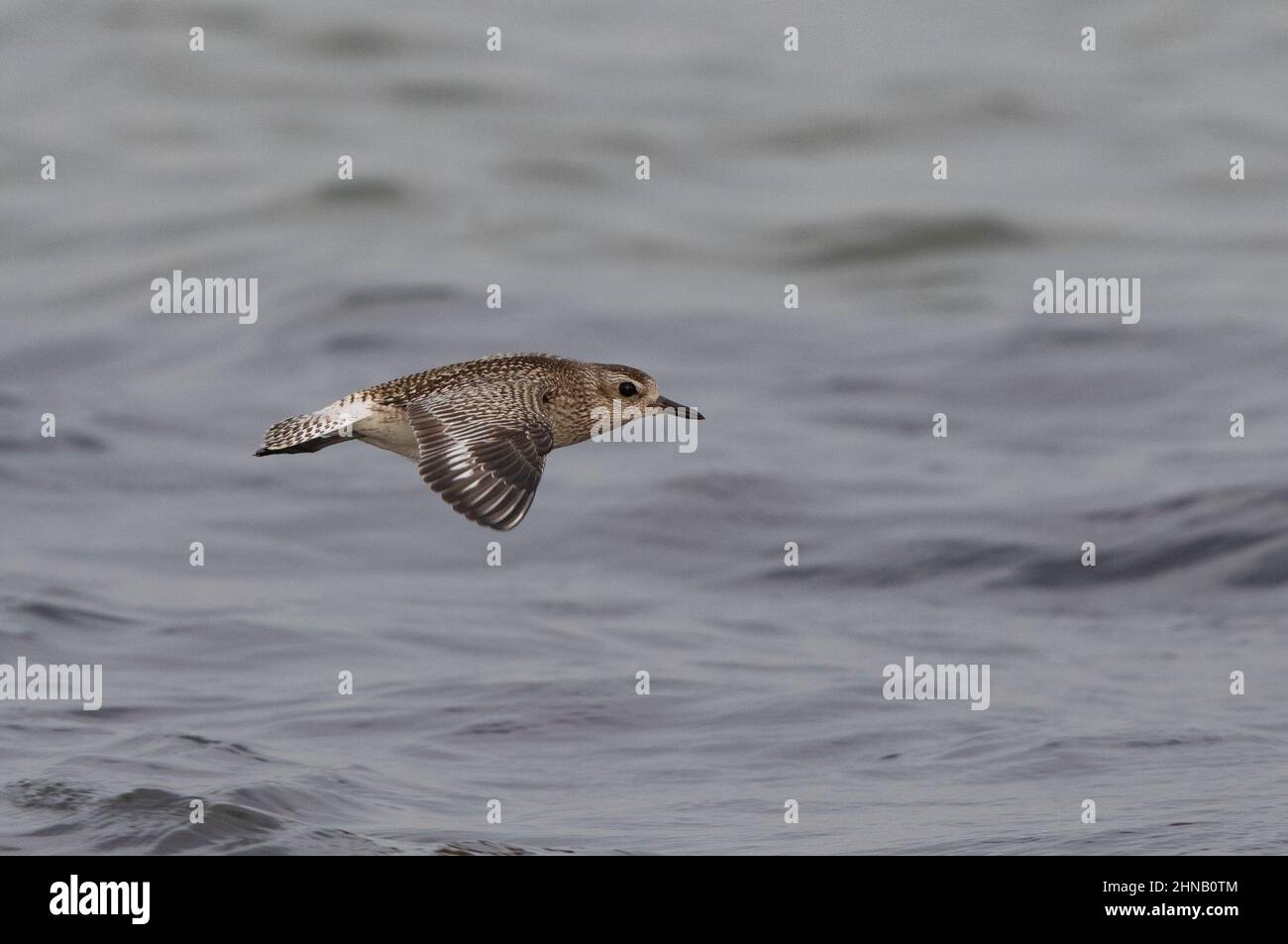 Grey Plover in flight (Non breeding plumage Stock Photo - Alamy