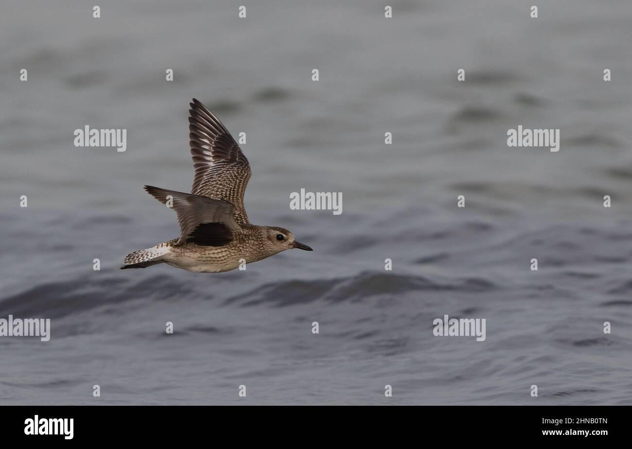 Plover in flight hi-res stock photography and images - Alamy