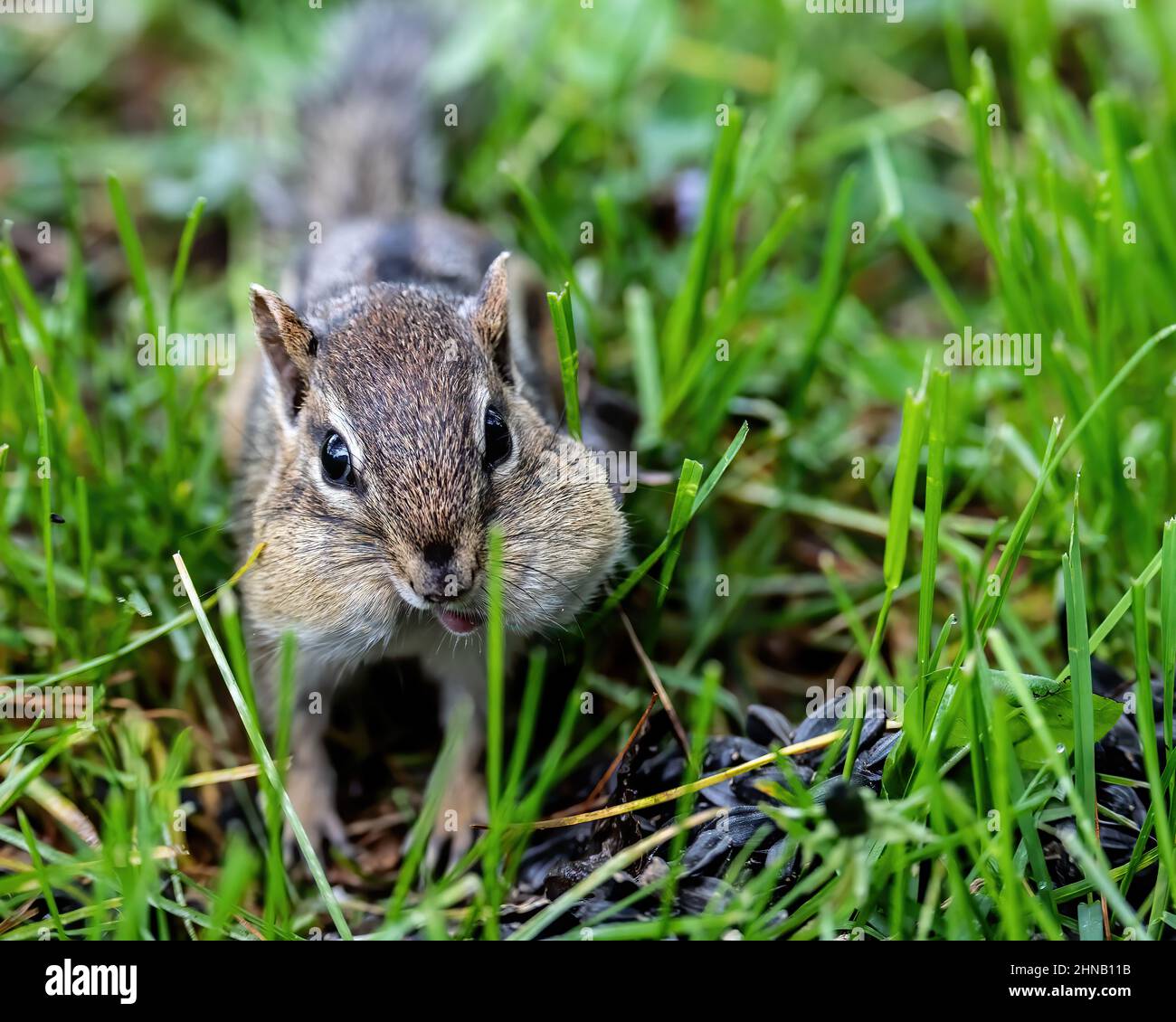 Closeup of a chipmunk with his cheeks stuffed with sunflower seeds ...