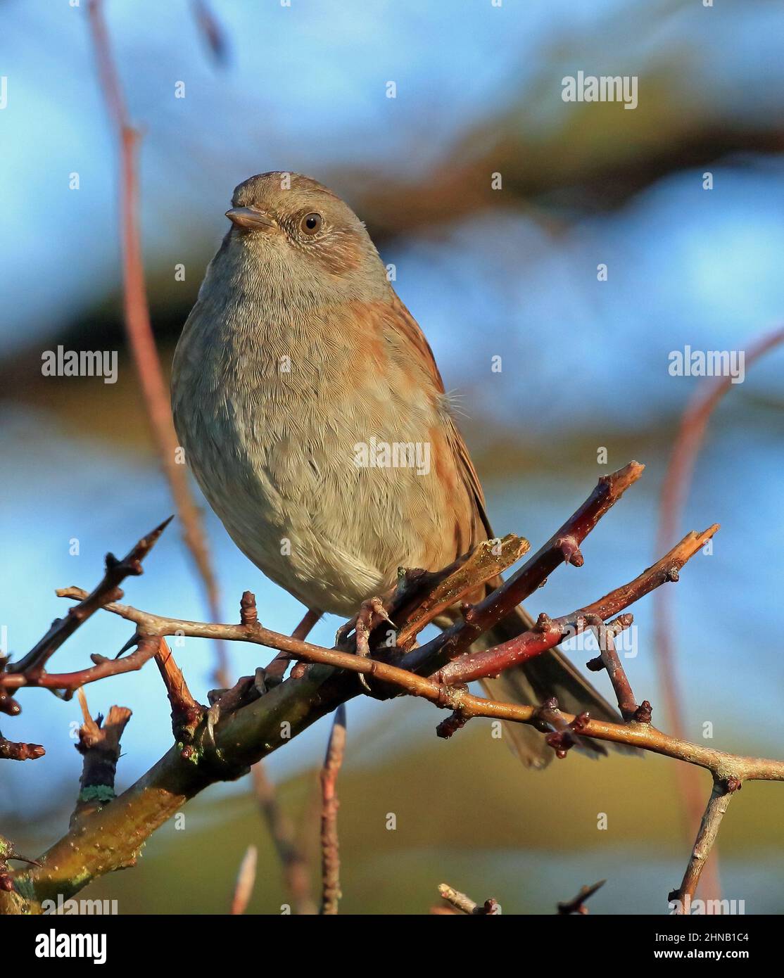 Dunnock (Prunella Modularis Stock Photo - Alamy