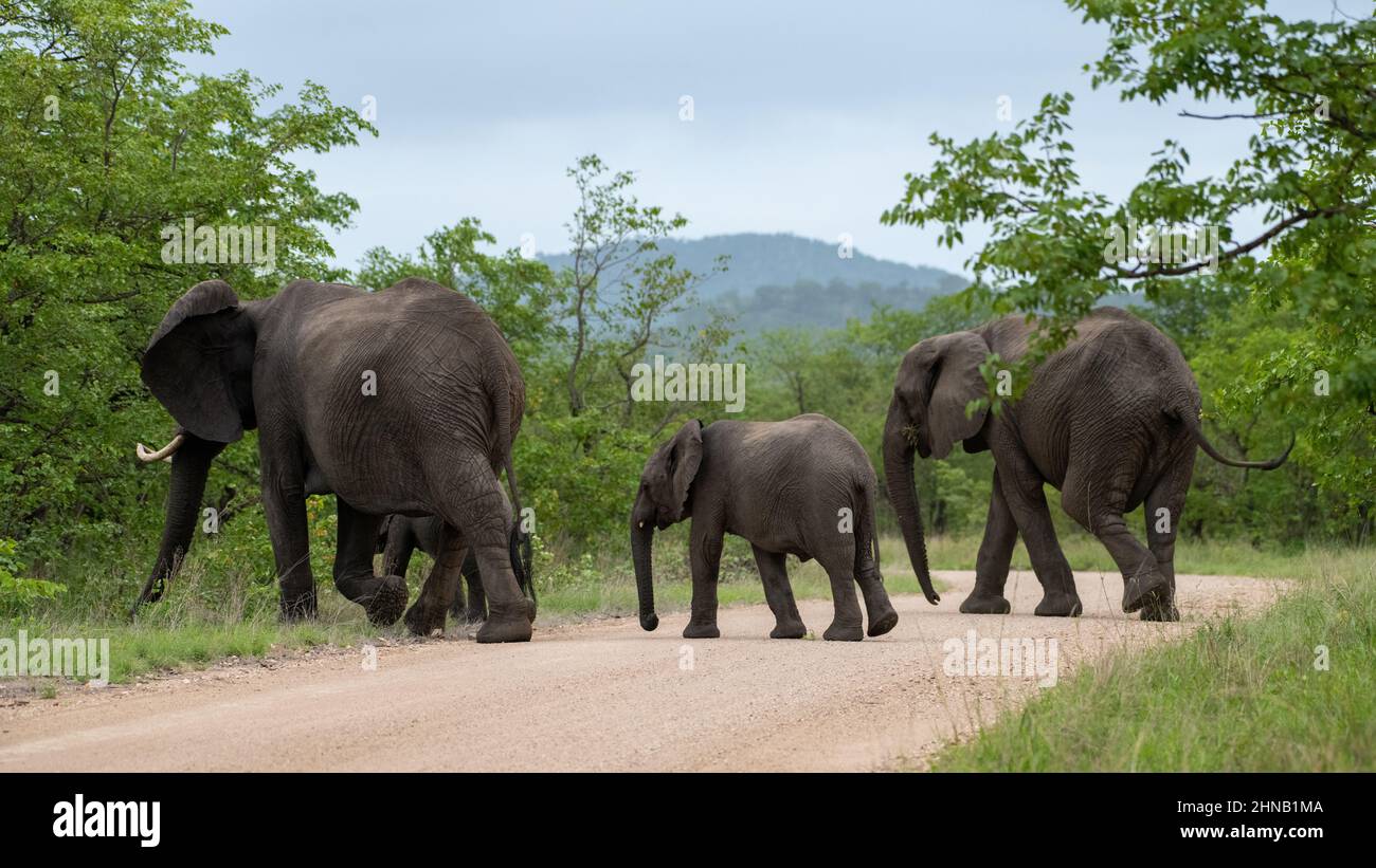 Children elephants hi-res stock photography and images - Alamy