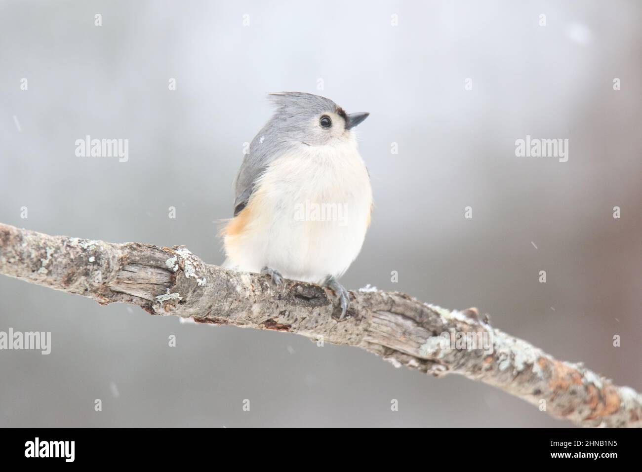 Tufted titmouse Baeolophus bicolor perching in a winter snow storm with ...