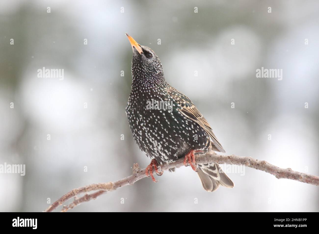 Invasive speicies hi-res stock photography and images - Alamy